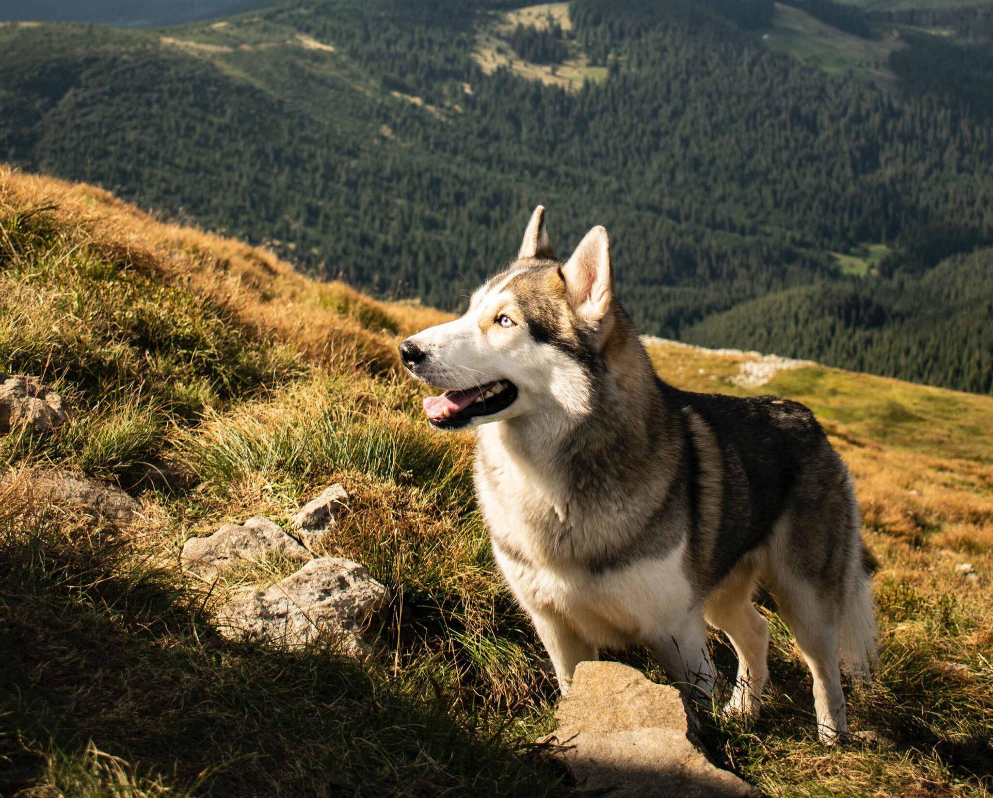 Cycling with a dog – Tips for safe and fun rides together